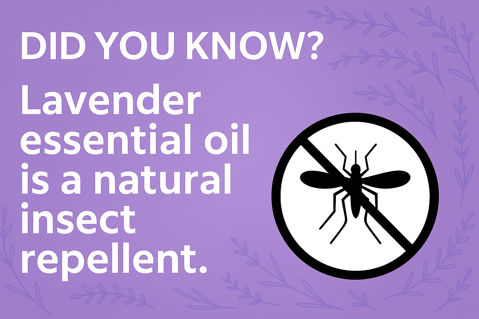 Lavender Essential Oil vs. Bugs: Nature’s Chemical-Free Insect Repelle ...