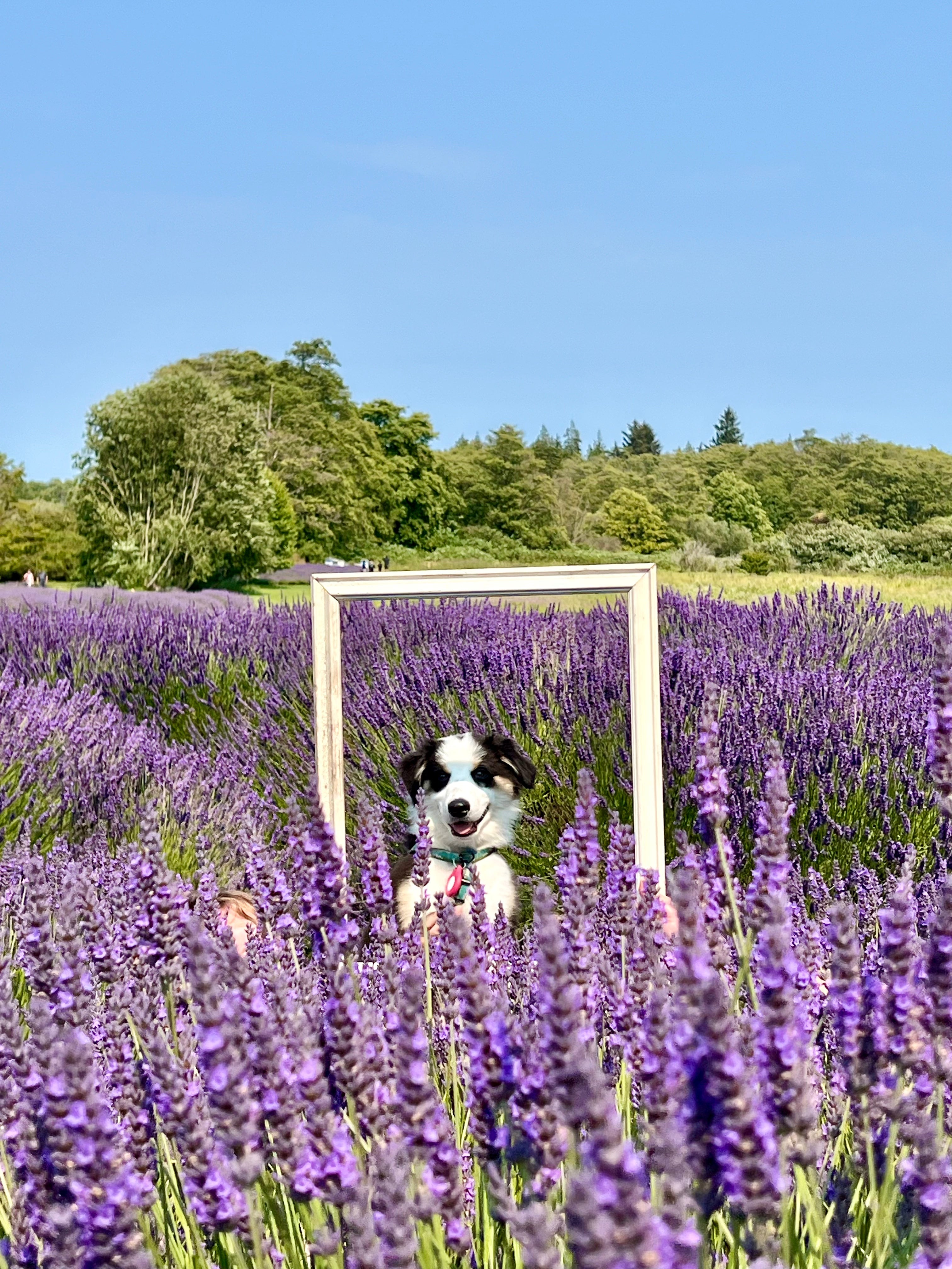 Is Lavender Essential Oil Good for Dogs? Here’s What You Need to Know ...