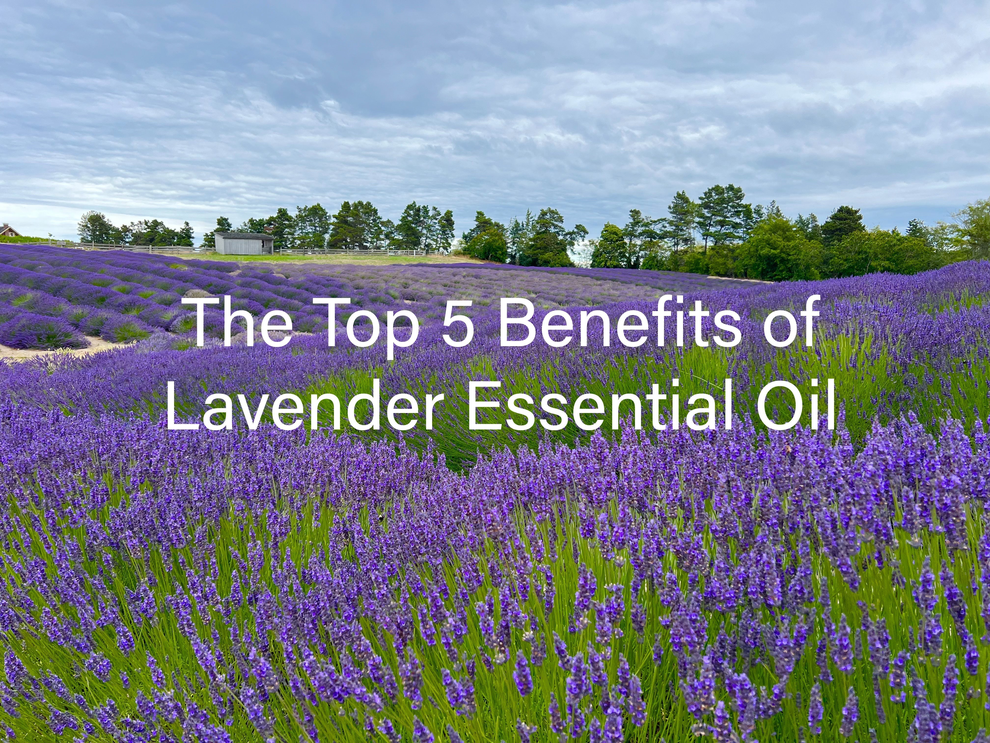 Top 5 Benefits of Lavender Essential Oil: Stress Relief, Sleep Support ...